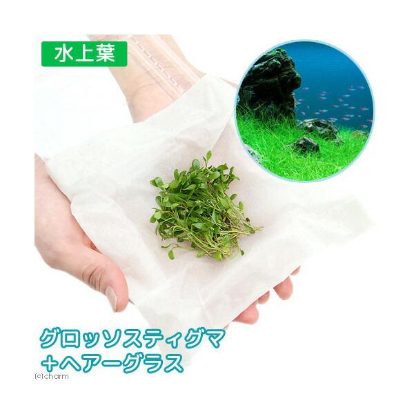 熱帯魚　_aqua　ビギナーにお勧め　水草　グロッソスティグマ　グロッソ　ヘアーグラス　水上葉　パック　20141123　ＴＳ　set_wp_2014　wp0210_4front　wp0217_2front　bnr_topznki　glos...