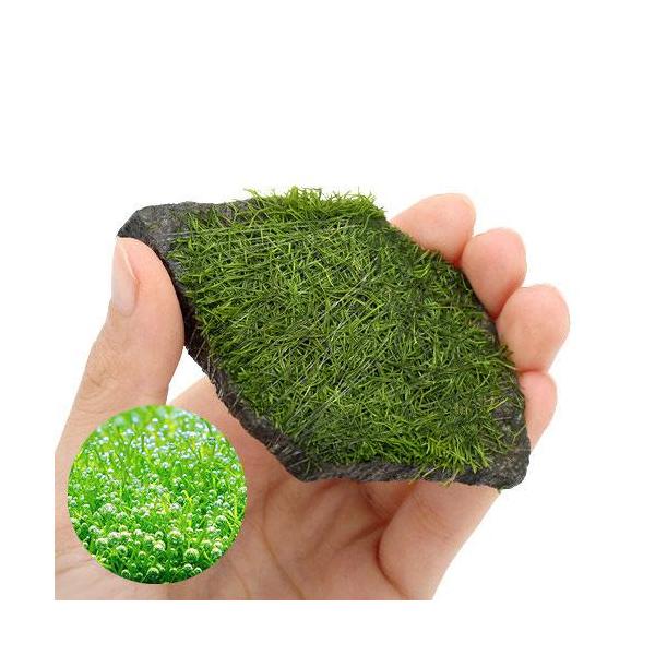 熱帯魚　_aqua　前景草　エビ用水草　水草　リシア　リシアクッション　リシアマット　クッション　マット　20121114　TS　kingyomo_osusume　wp2000fes　47house　mizks1013event　mizks...