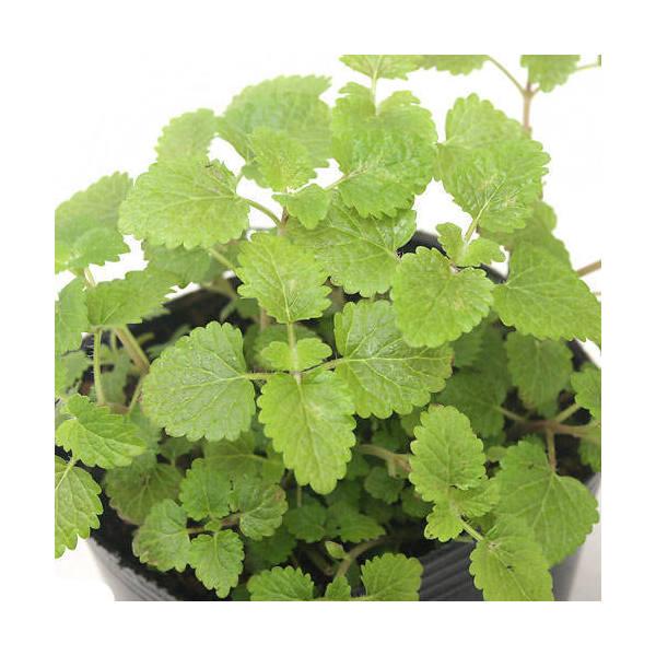 _gardening　ガーデニング　ハーブ　苗　レモンバーム　ハーブティー　入浴剤　ポプリ　セイヨウヤマハッカ　Ｍｅｌｉｓｓａ　ｏｆｆｉｃｉｎａｌｉｓ　シソ科　ＨＩＮ　20150915　植物　植物生体　ガーデニング生体　育て方　育成方法　栽...