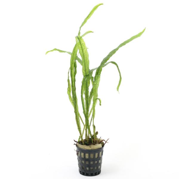 PF_SPQ　熱帯魚　_aqua　ビギナーにお勧め　エビ用水草　水草　all_plants　ミクロソリウムセミナロー　ミクロソリウム　ポット　陰性水草　低光量　しだ　羊歯　初心者　レッドビーシュリンプ　チェリーシュリンプ　ミナミヌマエビ　ヤ...