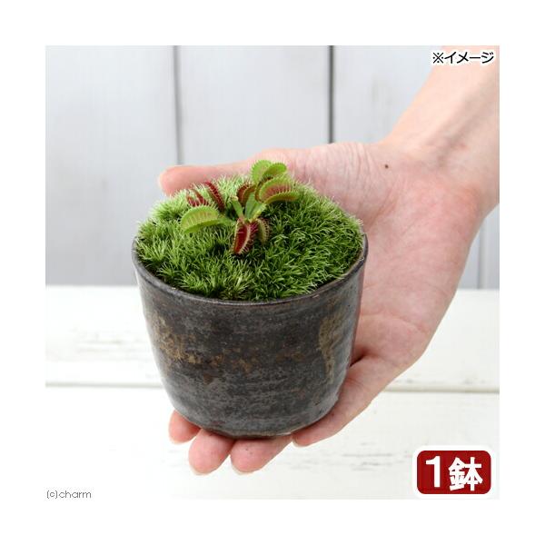 paludariumplants　パルダリウム　テラリウム　観葉植物　_gardening　園芸　ガーデニング　ビバリウム　アクアテラリウム　食虫植物　ディオネア　マスシプラ　Dionaea　muscipula　dionaea_pio　em...
