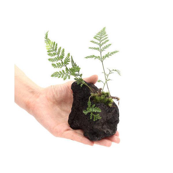 paludariumplants　_interior　_kame　_hachu　_gardening　観葉植物　ガーデニング　園芸　山野草　盆栽　ビバリウム　アクアテラリウム　パルダリウム　着生シダ　シノブ科シノブ属　キクシノブ属　ダバリア...