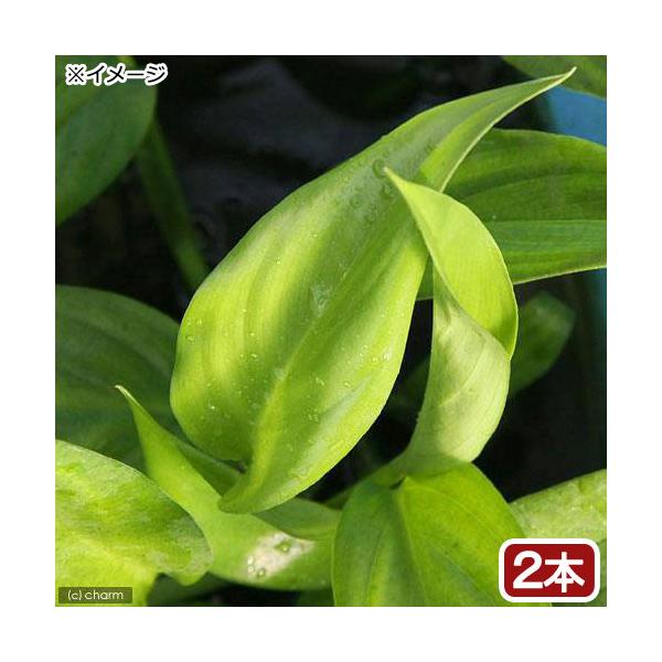 paludariumplants　パルダリウム　テラリウム　line2462terarium　_hachu　_kame　熱帯魚　水草　後景草　大きい　観葉植物　園芸　ガーデニング　ビバリウム　アクアテラリウム　クリプトとその近縁　サトイモ　...