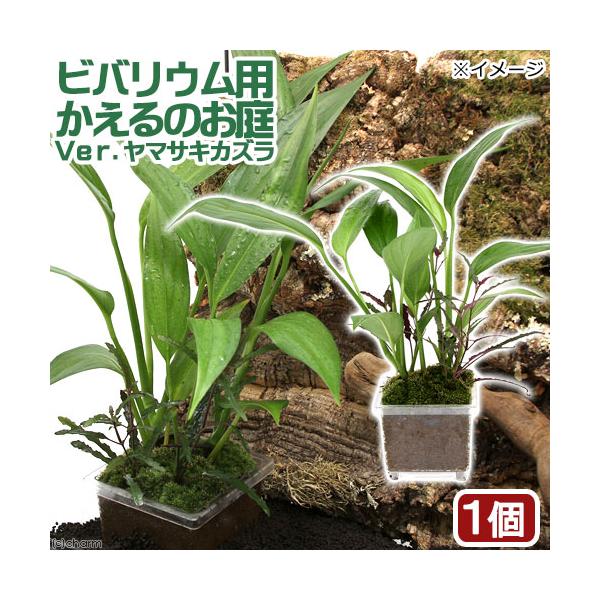 paludariumplants　パルダリウム　テラリウム　line2462terarium　_hachu　_gardening　_kame　_aqua　yoseue　水草　鉢植え水草　all_plants　寄せ植え鉢植え　水上葉寄せ植え　...