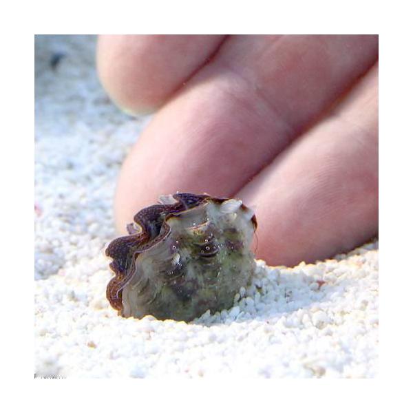 ◎　kaisui75　_aqua　tridacnacrocea　海水　サンゴ　シャコガイ　ヒメジャコガイ　m_clam　tcmasa　20130208　ＹＨ　ck95zl8w海水　coralpd_spepr0422　mas_shako140...