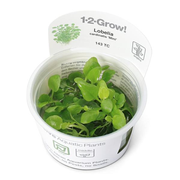 PF_SPQ　水草　前景草　中景草　草原　ワンポイント　グロウワウ　グロウワオ　組織培養　カップ　グロー　GROW　トロピカ　ロベリア　カーディナリス　ベニバナサワギキョウ　Ｌｏｂｅｌｉａ　ｃａｒｄｉｎａｌｉｓ　キキョウ科　Ｃａｍｐａｎｕｌ...