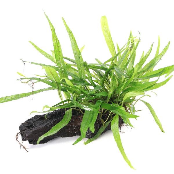 PF_SPQ　_aqua　熱帯魚　エビ用水草　水草　モス／シダ付流木kaidoku_pot　Ｎａｒｒｏｗ　all_plants水草　ｔｒｉｄｅｎｔｌｅａｆ　トロピカ　ミクロソリウム　プテロプス水草　wp_kywrd　normal-ptero...