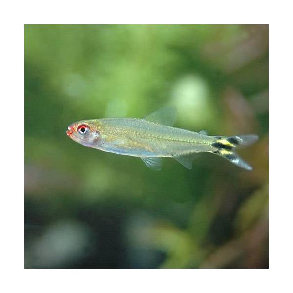 PF_SPQ　_aqua　熱帯魚・エビ他　カラシン　テトラ等　南米産　小型種　ヘミグラムス系　イエローテール・ラミーノーズ・テトラ　ワイルド　４匹　fish_database　Ｈｅｍｉｇｒａｍｍｕｓ　ｓｐ．　grens23　hucko631...