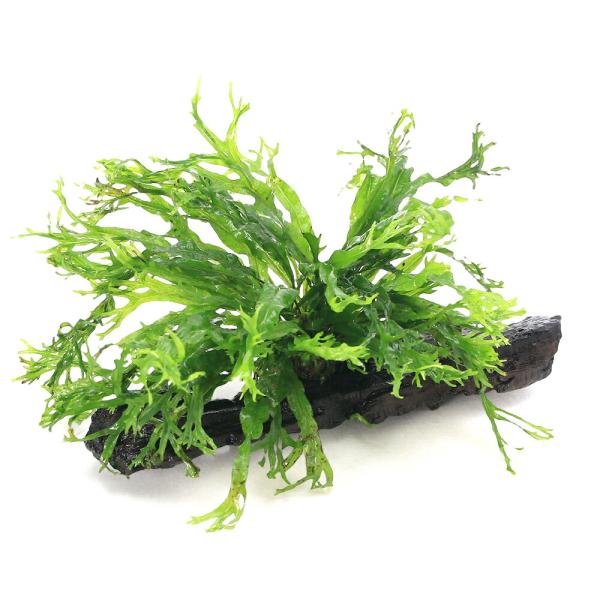 PF_SPQ　_aqua　熱帯魚　エビ用水草　水草　モス／シダ付流木kaidoku_pot　all_plants水草　ｔｒｉｄｅｎｔｌｅａｆ　Ｗｉｎｄｅｌｏｖ　トロピカ　ミクロソリウム　プテロプス水草　wp_kywrd　normal-pte...