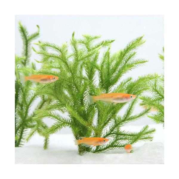 PF_SPQ　_gardening　金魚　メダカ　アクア用品　仕切り板/産卵箱　産卵床　シュロ　メダカの天然産卵藻　産卵　m_shuro　天然産卵藻　ヒカゲノカズラ　20110621　TT　muryotassei_600_699　_aqua...