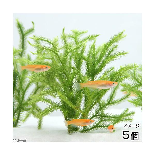 金魚・メダカ　アクア用品　仕切り板／産卵箱　産卵床・シュロ　スドー　メダカの天然産卵藻　メダカ　金魚　産卵　m_shuro　天然産卵藻　ヒカゲノカズラ　20110621　TT　　_aqua　　4974212057601　20150427　Ｍ...