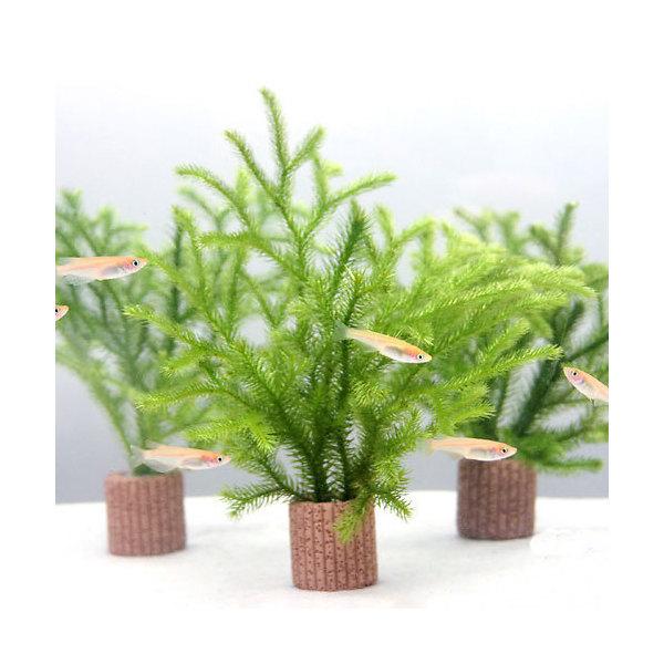 _gardening　金魚　メダカ　アクア用品　仕切り板/産卵箱　産卵床　シュロ　メダカの天然産卵藻　産卵　m_shuro　天然産卵藻　ヒカゲノカズラ　20110621　TT　muryotassei_600_699　_aqua　497421...