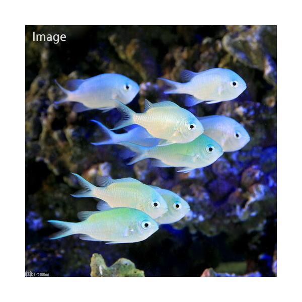 ◎　kaisui73　_aqua　marinefishzukan　スズメダイ　海水　海水生体　海水魚　ダムセル　m_damselfish　debaviridis141003　海水生体kaisui_transparent