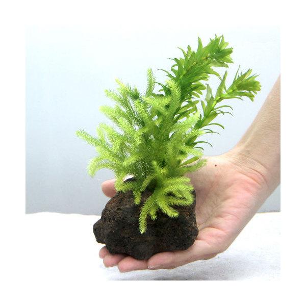 金魚・メダカ　アクア用品　仕切り板/産卵箱　産卵床・シュロ　メダカの天然産卵藻　メダカ　金魚　産卵　m_shuro　天然産卵藻　ヒカゲノカズラ　_aqua　4974212057601　20150427　MK　bnrhigenokazura　...