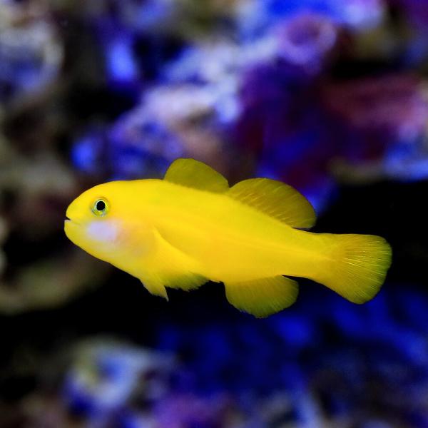 _aqua　243433　◎　kaisui73　marinefishzukan　浮遊性ハゼ／超小型／サンゴハゼ　m_goby　海水　海水生体　海水魚　kaijyo　2305ehstcupon　sangonohi1ten　seitaieven...