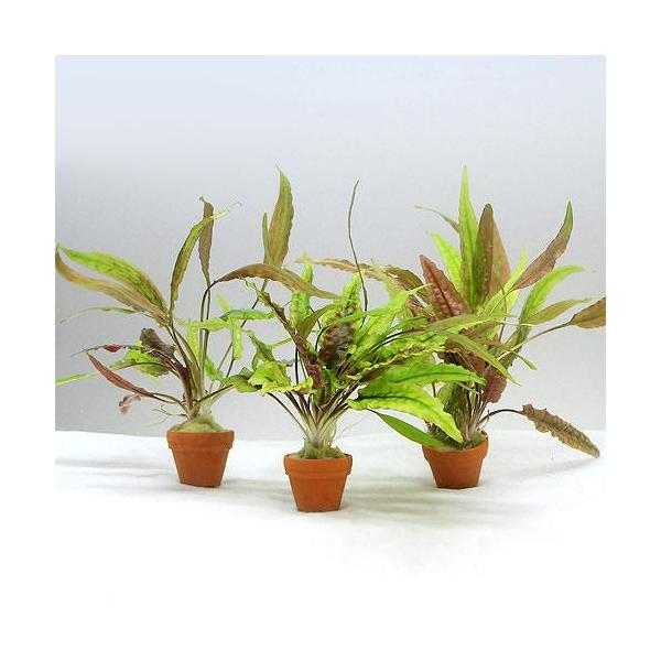 熱帯魚　_wp　_aqua　new_tonan　cry_thai　水草　クリプトとその近縁　前景　all_plants　wp_kywrd　東南便＿クリプト　クリプトコリネ　AT　20170828　クリプトコリネ水中　陰性水草　低光量