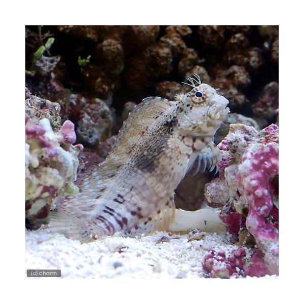 237803　◎　kaisui73　marinefishzukan　カエルウオ・ブレニー　ギンポ　ブレニー　カエルウオ　ヤエギン　海水　海水生体　海水魚　Salarias　Fasciatus　m_blenny　ma_algae　ma_beg...