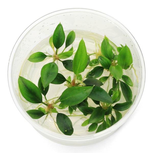 paludariumplants　パルダリウム　テラリウム　PF_SPQ　組織培養　カップ　観葉　ガーデニング　ビバリウム　アクアテラリウム　サトイモ科　Ａｒａｃｅａｅ　ピプトスパサ属　Ｐｉｐｔｏｓｐａｔｈａ　ｒｉｄｌｅｙｉ　ピプトスパサ　...