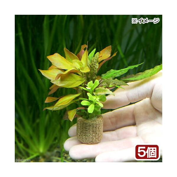 熱帯魚　_aqua　水草　鉢植え水草　20161207　ＹＴ　life_plant_etc　寄せ植え　ミックス　life_malti_wp　wp_kywrd　lifemultiseries　fst3ny_lifmz　groupplant_s...