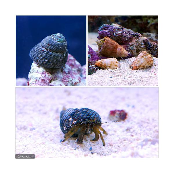 _aqua　◎　kaisui75　m_hermit　海水　海水生体　その他　マガキ　コイソ　ヤドカリ　m_craeture　sea_cret_pd0411　無脊椎ＩＤ　koketori_yadokari　LRhouselist　コケ・底砂の...