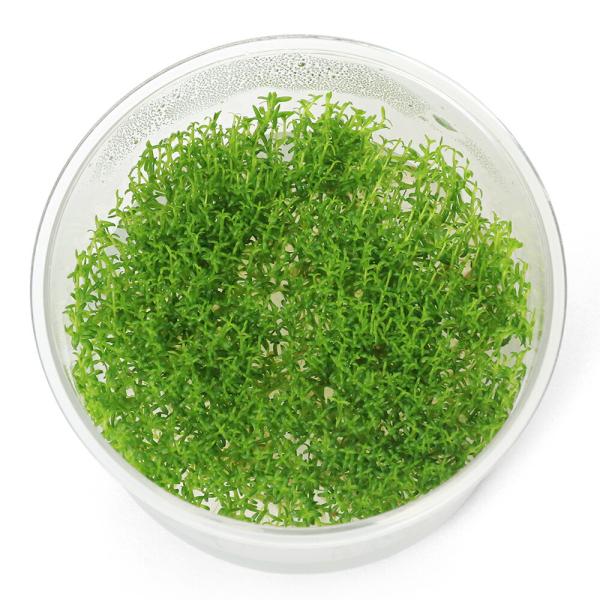 PF_SPQ　水草　中景草　後景草　組織培養　カップ　アカネ科　Ｒｕｂｉａｃｅａｅ　Ｈｅｄｙｏｔｉｓ　ｓａｌｚｍａｎｎｉ　バコパ　サンタレン　フラジャイルプラント　YT　20240702　2024kouki　y24m06　wplanteve...