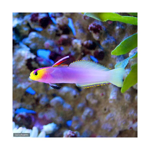 _aqua　sfset　◎　marinefishzukan　浮遊性ハゼ/超小型/サンゴハゼ　海水　海水生体　海水魚　m_goby　ヘルフリッチ　シコンハタタテハゼ　パープルファイアーゴビー　Nemateleotris　helfrichi　v...