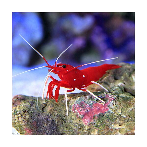 ◎　kaisui73　p_disease　海水　海水生体　エビ・カニ他　m_shrimp　ホワイトソックス　xms2wp8ug4q海水　xm2p8g_whikai　sri01_fish16　Ｌｙｓｍａｔａ　ｄｅｂｅｌｉｕｓ　l_debeli...