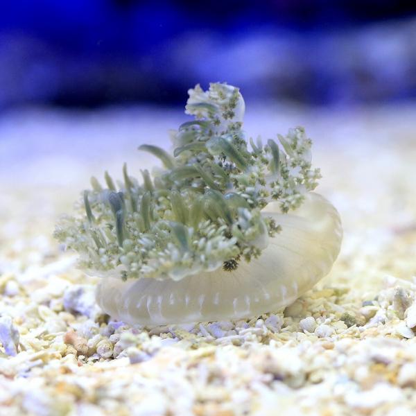 _aqua　◎　kaisui73　海水　海水生体　Ｃａｓｓｉｏｐｅａ ｏｒｎａｔａ　m_creature　ma_henteko　ma_jellyfish　ma_nem13　tclfglglglll　ma_jdffs19　Eu6ib　movi...