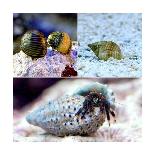 ◎　kaisui73　_aqua　コケ取り　貝　m_hermit　海水　海水生体　m_craeture　sea_cret_pd0411　harmit_pd0305　cleaner_snailar0305　コケ・底砂の掃除　okpd_samm...