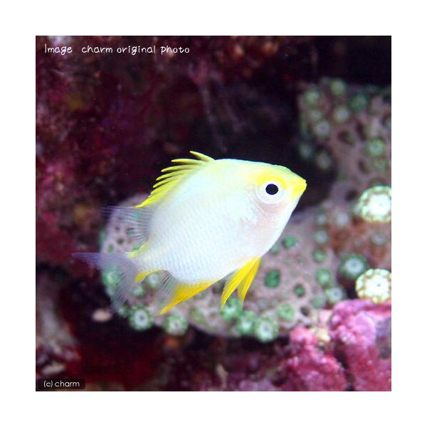◎　kaisui73　_aqua　marinefishzukan　スズメダイ　海水　海水生体　海水魚　m_damselfish　ナミスズメ　ogrwha　ghrubfa　damusesa0609　ksgyowk60817　KMA