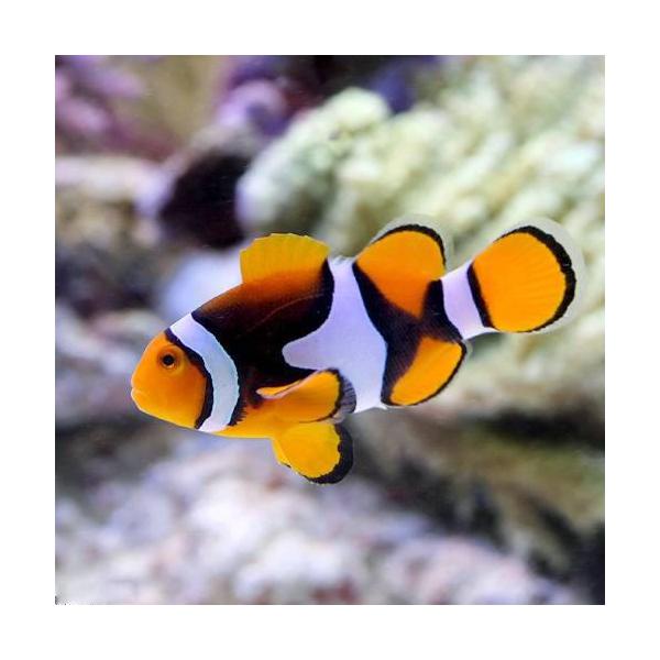 ◎　m_kumanomi　marinefishzukan　その他クマノミの仲間　クマノミ　海水　海水生体　海水魚　kumanomi　tchitachi　vlen2015_kaisui　vlen2016_kaisui　yD5fv6O8_kis...