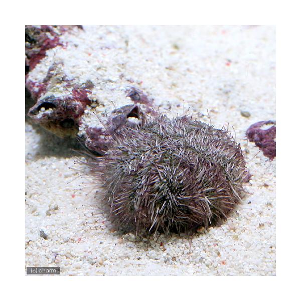 ◎　kaisui73　海水　海水生体　その他　m_creature　ma_algae　20100928　AH　ma_mplddnf23　ma_khmzvxc30　バフンウニ　無脊椎ID　Invertebratezukanヒトデ・ウニ・ナマコ...