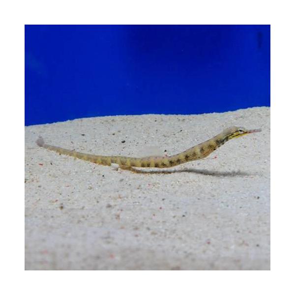 ◎　marinefishzukan　ヨウジウオの仲間　海水　海水生体　海水魚　oyasa31　ヨウジウオ　20111121　ＡＨ　_kaisui　_aqua　sim97tx5ln_kasng　u3l7N0T_kisi　260133　smt1...