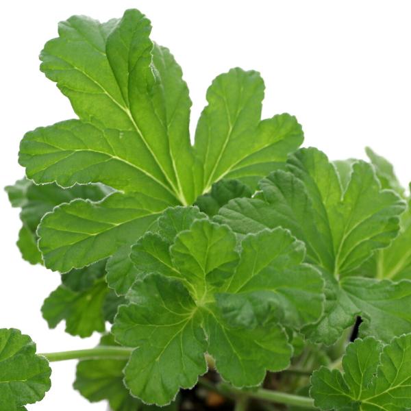 _gardening　ガーデニング　ハーブ　苗　herbpot_series　育て方　育成方法　栽培方法　観葉植物　090list　料理　香辛料　調理　風味付け　ゼラニウム　スィートミモザ　スイートミモザ　スィート　スイート　ＴＩ　2019...