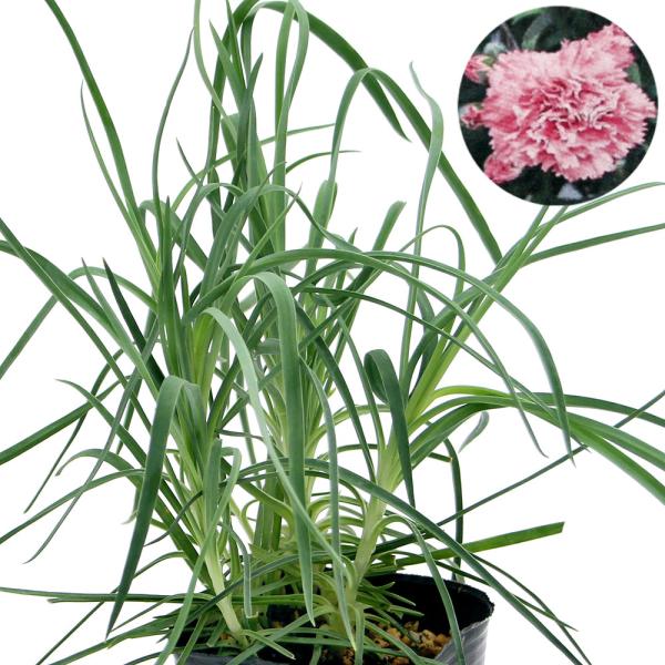 ガーデニング　ハーブ　苗　_gardening　kidobfen　植物　植物生体　ガーデニング生体　Dianthus　caryophyllus　cv.　セイヨウセキチク　オランダセキチク　ニオイナデシコ　ジャコウセキチク　ジリーフラワー　ナ...