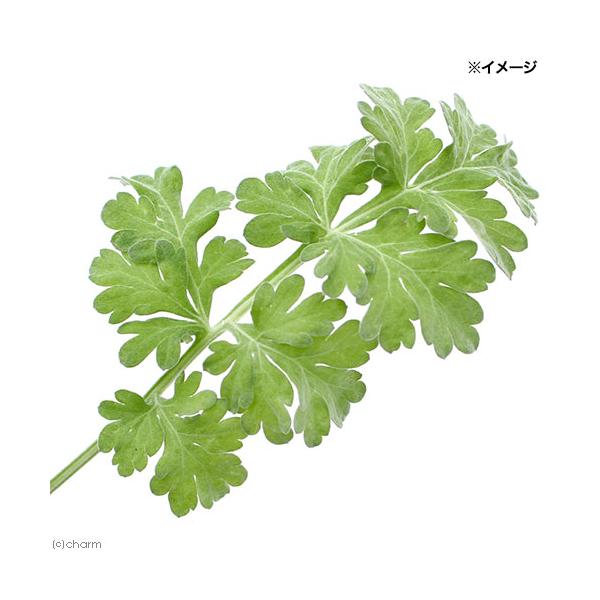 虫よけ　虫除け植物シリー　効果　効能　ガーデニング　_gardening　苗　鉢植え　ポット　ガーデニング生体　植物　植物生体　090list　ハーブガーデン　種類　寄せ植え　花壇　使い方　用途　育て方　Artemisia　absinthi...