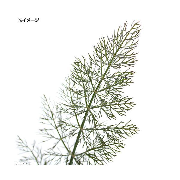 _gardening　ガーデニング　ハーブ　苗　herbpot_series　猫用品　犬用品　サプリメント　Foeniculum　vulgare　Purprascens　ショウウイキョウ　小茴香　育て方　育成方法　栽培方法　観葉植物　201...