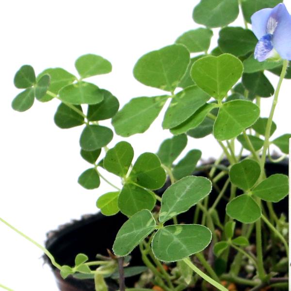 _animal　_hachu　_kame　観葉植物　090list　Parochetus　communis　Shamrock　pea　Hymalayan　clover　シャムロックピー　マメ科パロケツス属　耐寒性多年草　アフリカ　育て方　育...