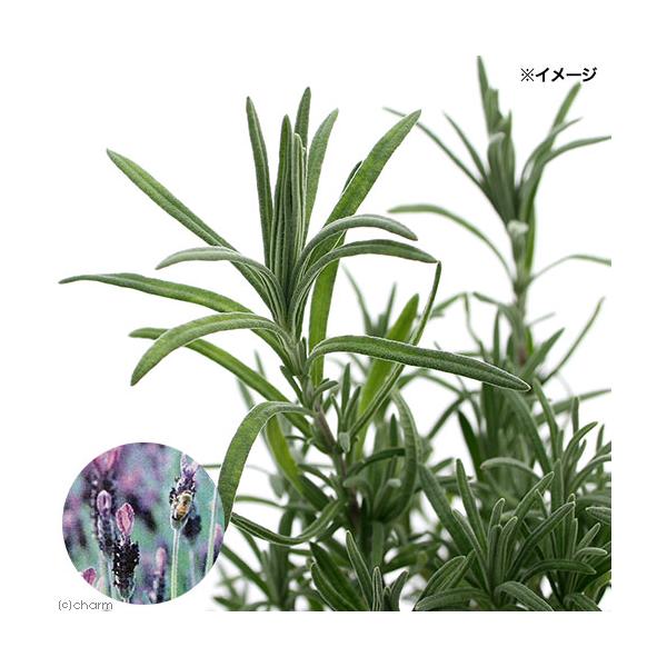 ガーデニング　ハーブ　苗　ラベンダー　herbpot_series　_gardening　kidobfen　植物　植物生体　ガーデニング生体　猫用品　犬用品　サプリメント　Lavandula　stoechas　'Avonview'　ストエカ...