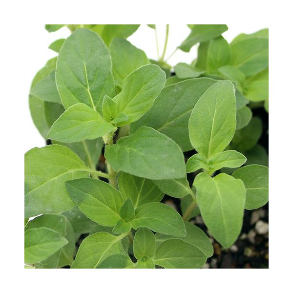 _gardening　ガーデニング　ハーブ　苗　herbpot_series　マルバハッカ　丸葉薄荷　観葉植物　090list　日本薄荷　日本ハッカ　Mentha　arvensis　L.　var.piperascens　Malinv　Jap...
