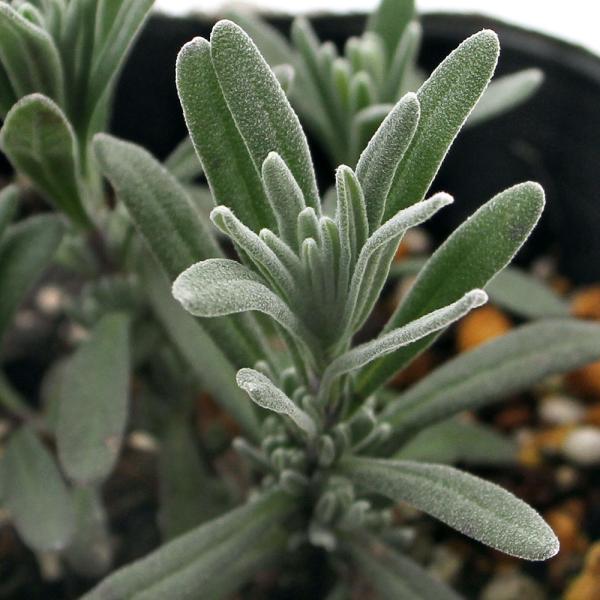 ガーデニング　ハーブ　苗　ラベンダー　herbpot_series　_gardening　植物　観葉植物　gardening　鉢植え　ポット　ガーデニング生体　植物生体　090list　Lavandula　angustifolia　Lave...