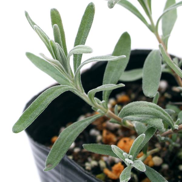ガーデニング　ハーブ　苗　ラベンダー　herbpot_series　_gardening　植物　観葉植物　gardening　鉢植え　ポット　ガーデニング生体　植物生体　090list　Lavandula　angustifolia　Lave...
