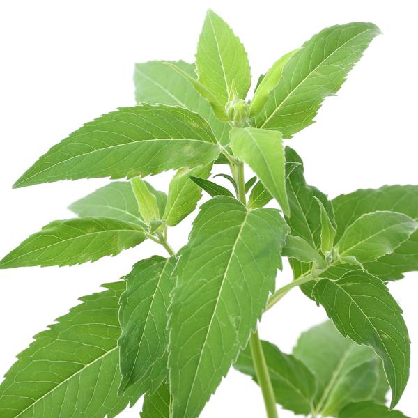 _gardening　（観葉植物）　観葉植物　ガーデニング　ハーブ　苗　herbpot_series　ベルガモット　モナルダ　Monarda　didyma　Bergamot　タイマツバナ　ビーバーム　シソ科ヤグルマハッカ属　半耐寒性多年草　...