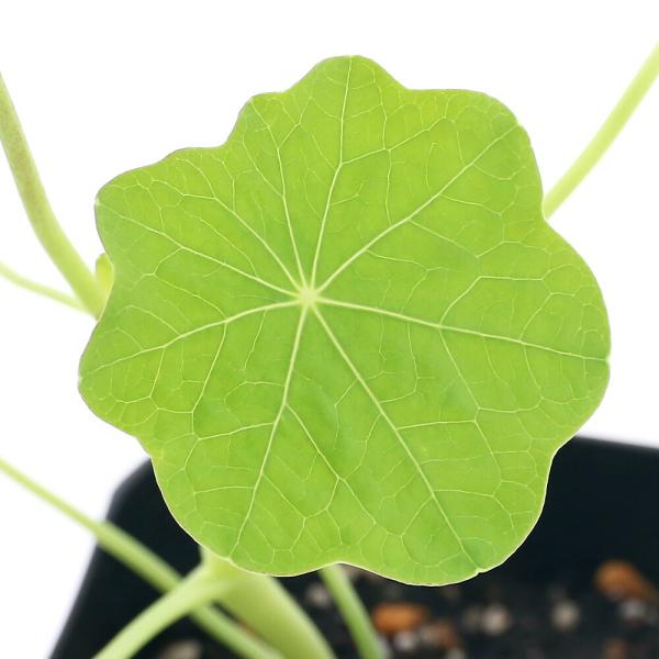 ガーデニング　ハーブ　苗　herbpot_series　育て方　育成方法　栽培方法　観葉植物　エディブルフラワー　ハーブガーデン　キッチンハーブ　料理ハーブ　サラダハーブ　薬味　キンレンカ　ノウゼンハレン　インデアンクレス　ナスタチウムトー...