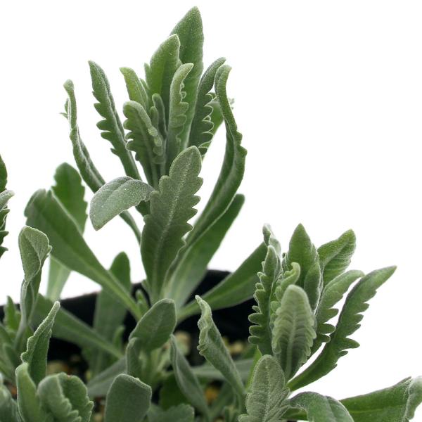 ガーデニング　ハーブ　苗　ラベンダー　herbpot_series　_gardening　植物　観葉植物　gardening　鉢植え　ポット　ガーデニング生体　植物生体　090list　Lavandula　Heterophylla　Swee...