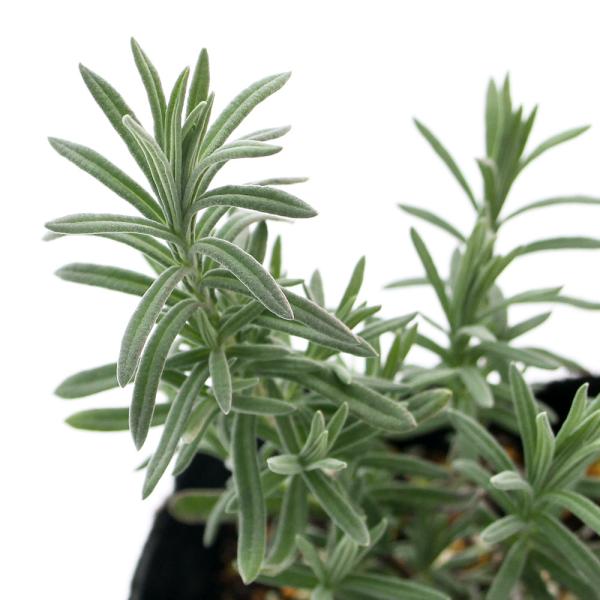 ガーデニング　ハーブ　苗　ラベンダー　herbpot_series　_gardening　植物　観葉植物　gardening　鉢植え　ポット　ガーデニング生体　植物生体　090list　Lavandula　stoechas　Lavender...