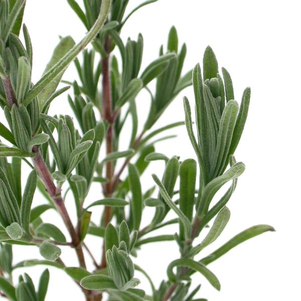 ガーデニング　ハーブ　苗　ラベンダー　herbpot_series　_gardening　植物　観葉植物　gardening　鉢植え　ポット　ガーデニング生体　植物生体　090list　Lavandula　stoechas　Lavender...