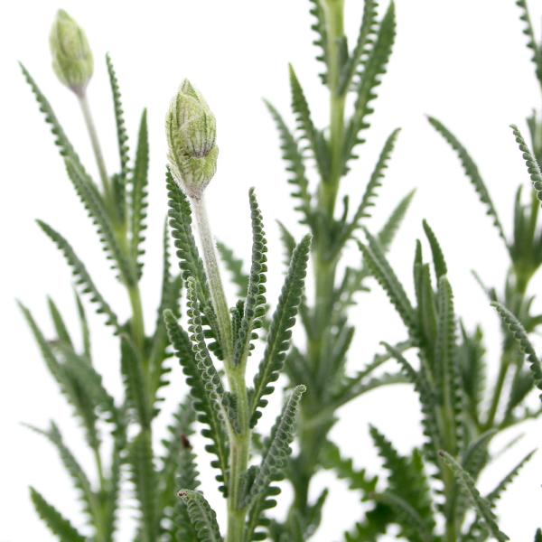 ガーデニング　ハーブ　苗　ラベンダー　herbpot_series　_gardening　植物　観葉植物　gardening　鉢植え　ポット　ガーデニング生体　植物生体　090list　Lavandula　dentata　Lavender　...