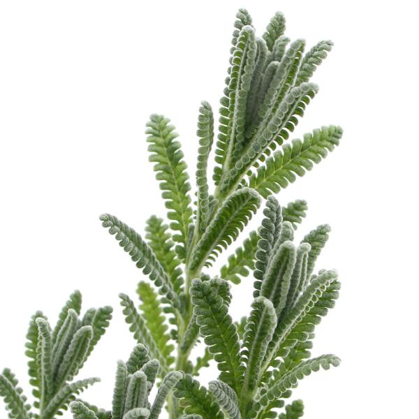 ガーデニング　ハーブ　苗　ラベンダー　herbpot_series　_gardening　植物　観葉植物　gardening　鉢植え　ポット　ガーデニング生体　植物生体　090list　Lavandula　dentata　Lavender　...