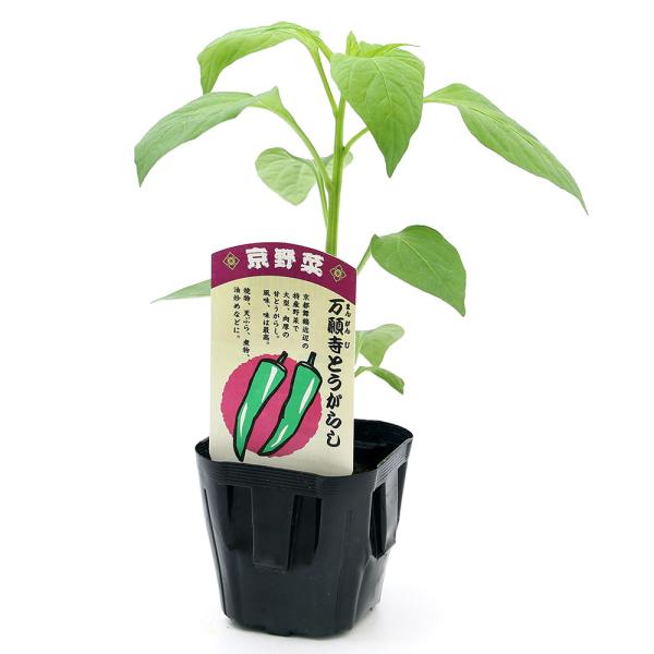メーカー：日光種苗 観葉植物　_insect　_gardening　ガーデニング　野菜　苗　vegetable_series　フード　餌　Capsicum　annuum　ナス科トウガラシ属　育て方　育成方法　栽培方法　20200411　ka...